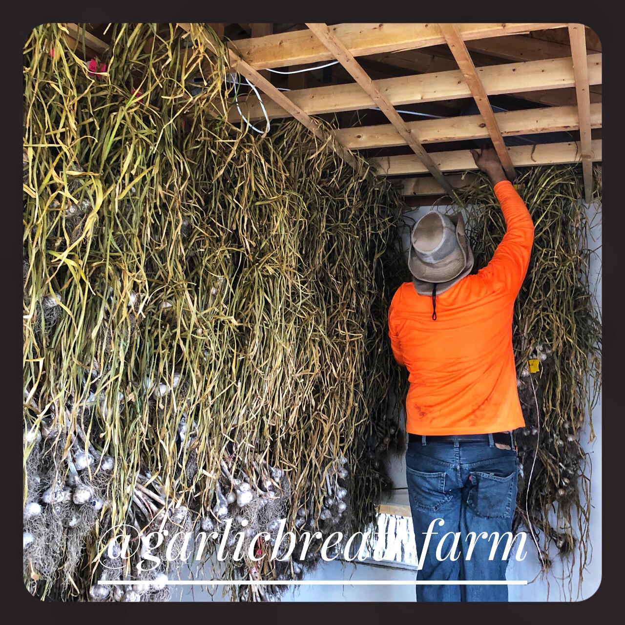 Kane County Connects