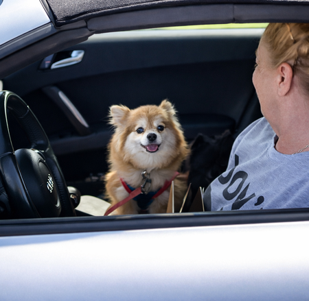 Kane County Announces 2026 Low-Cost Rabies Vaccine and Microchip Clinics