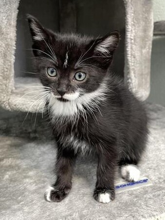 Kane County Connects